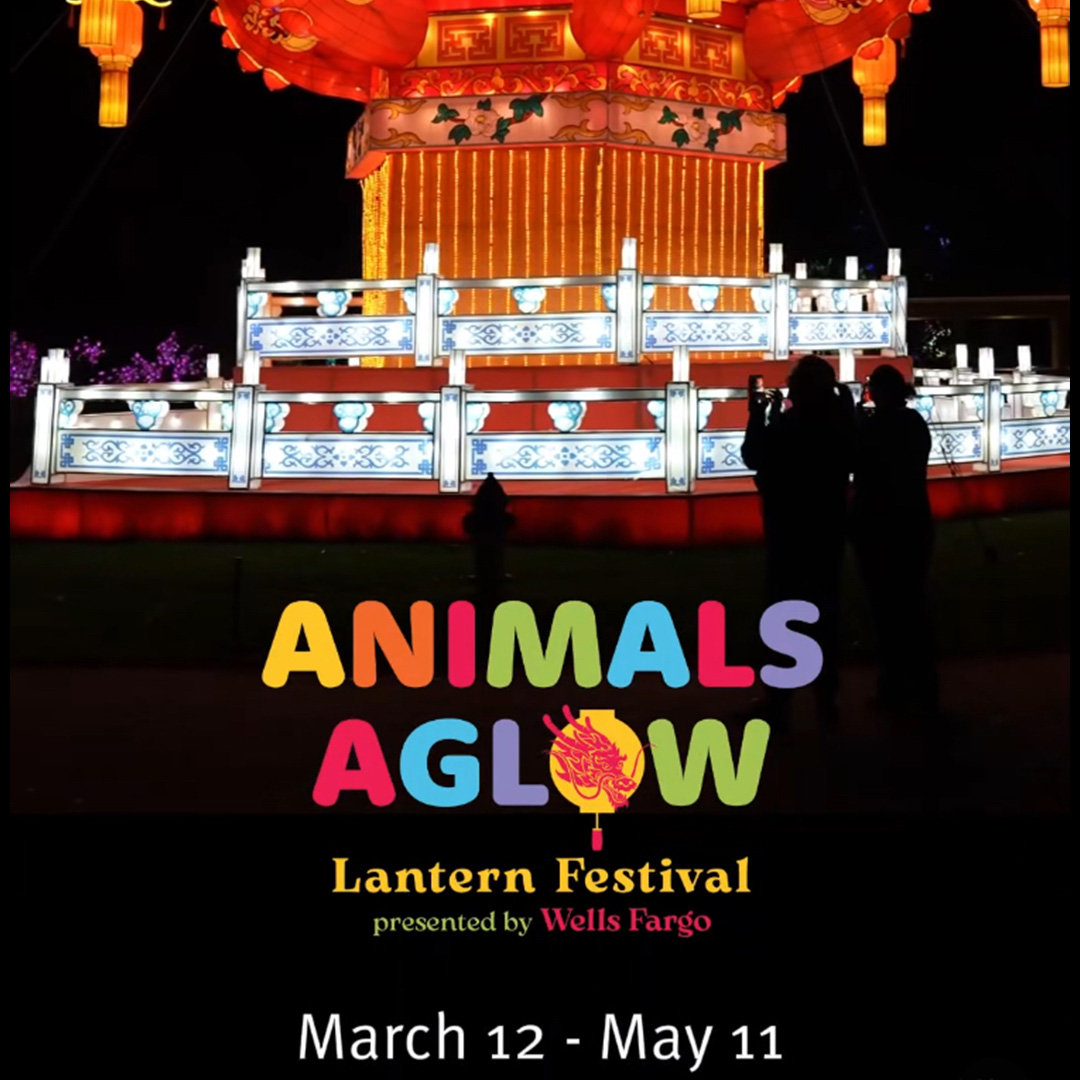 Animal Aglow Lantern Festival - STL Arts